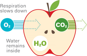 PrimaFresh® Product Overview - Pace International | Global Leader in ...